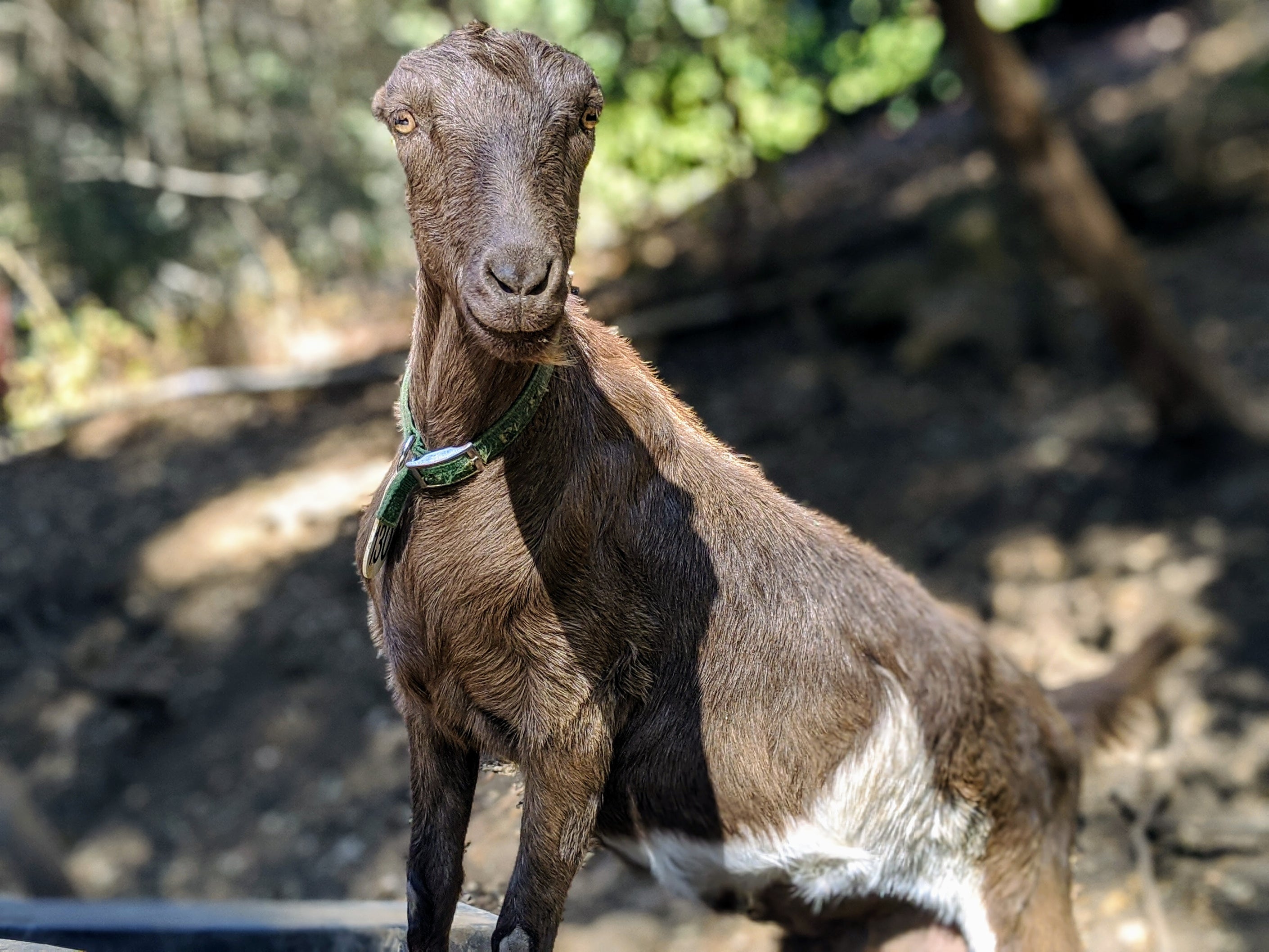 Goat Spotlight: Gabriella – Stepladder Ranch & Creamery