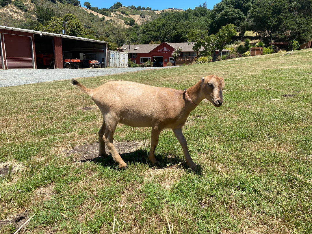 Goats For Sale – Stepladder Ranch & Creamery