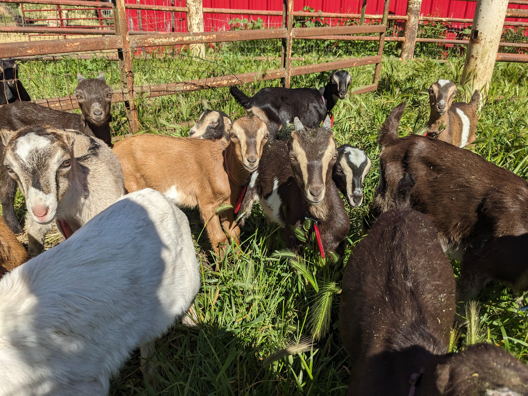 Goats For Sale – Stepladder Ranch & Creamery