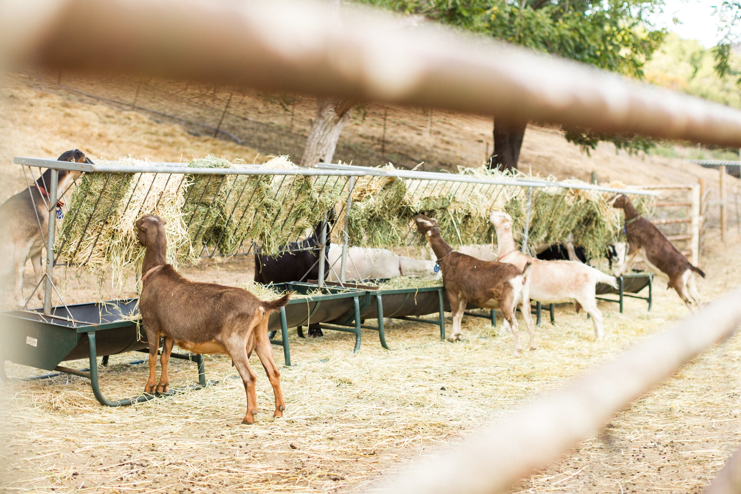 Goats For Sale – Stepladder Ranch & Creamery