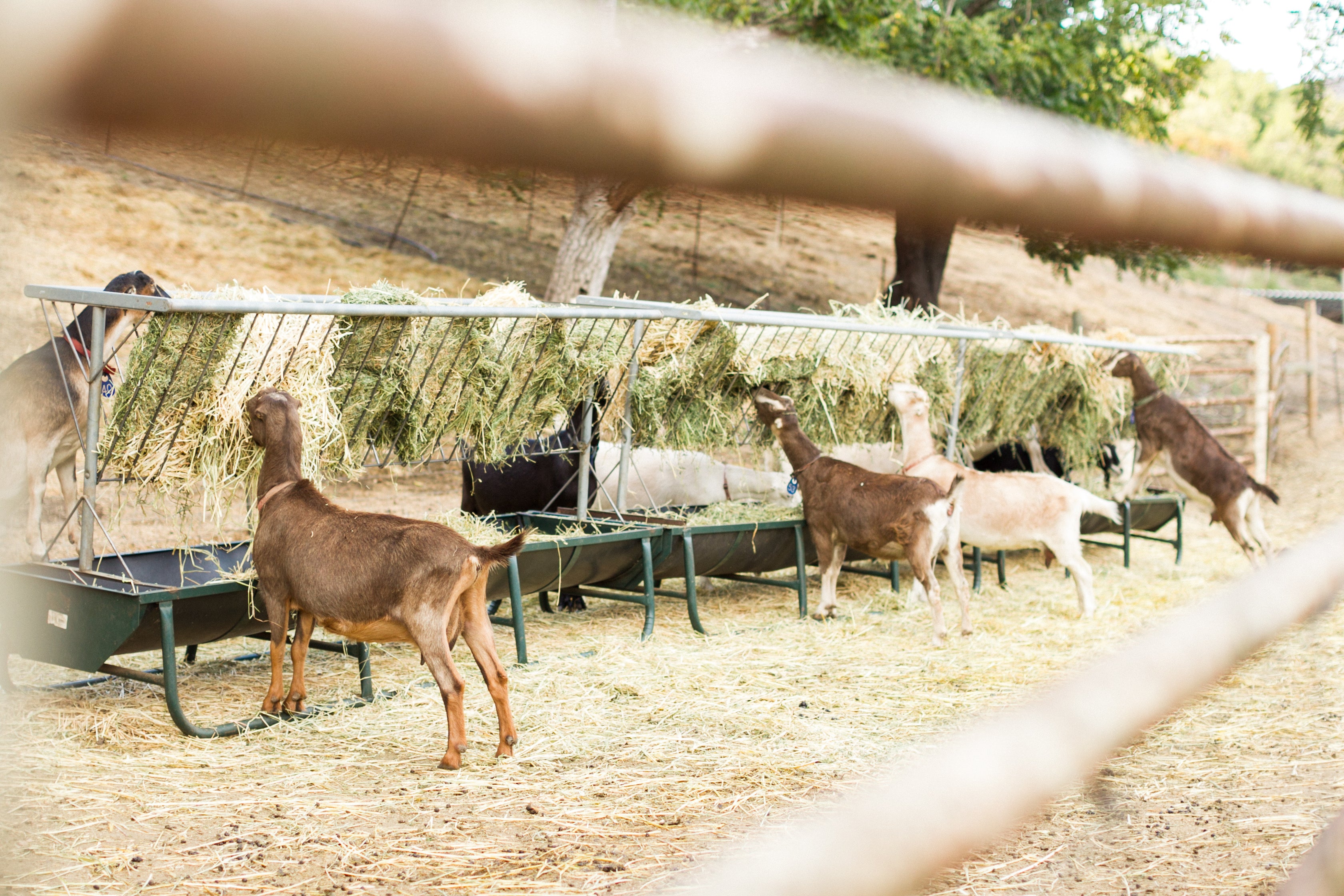 Goats For Sale Stepladder Ranch And Creamery