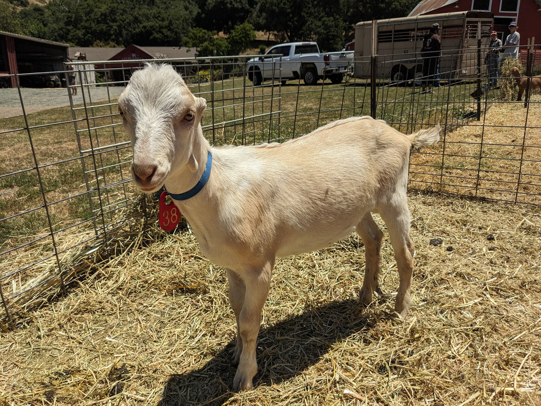 Goats For Sale Stepladder Ranch And Creamery