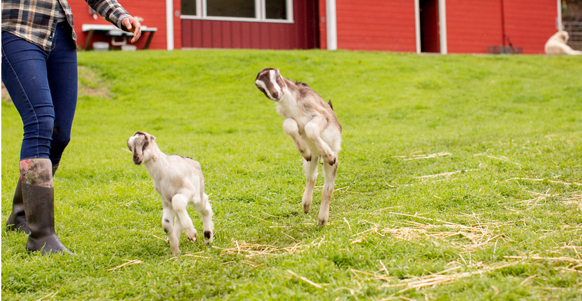 Goats For Sale – Stepladder Ranch & Creamery
