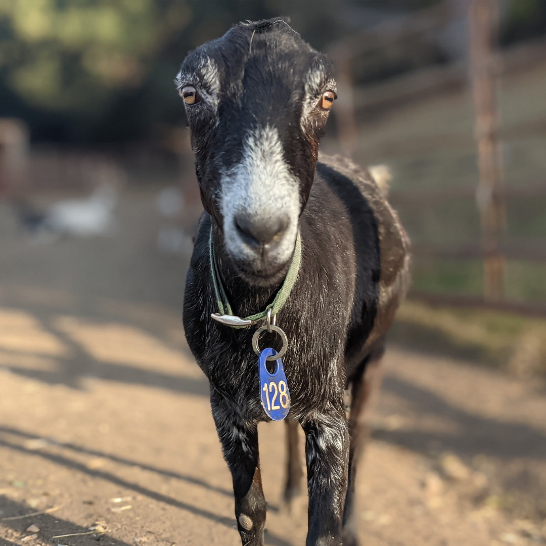 Our Goats – Stepladder Ranch & Creamery